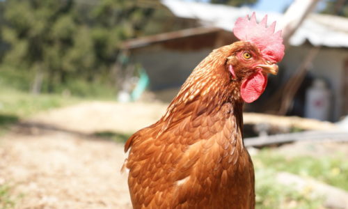 Inicio - Gallinas ponedoras