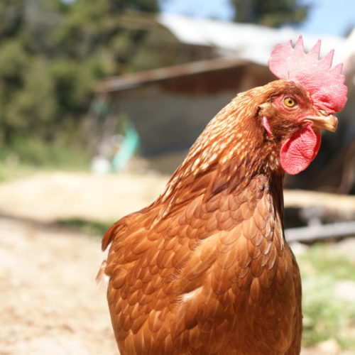 Inicio - Gallinas ponedoras