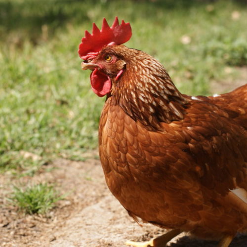Inicio - Gallinas ponedoras