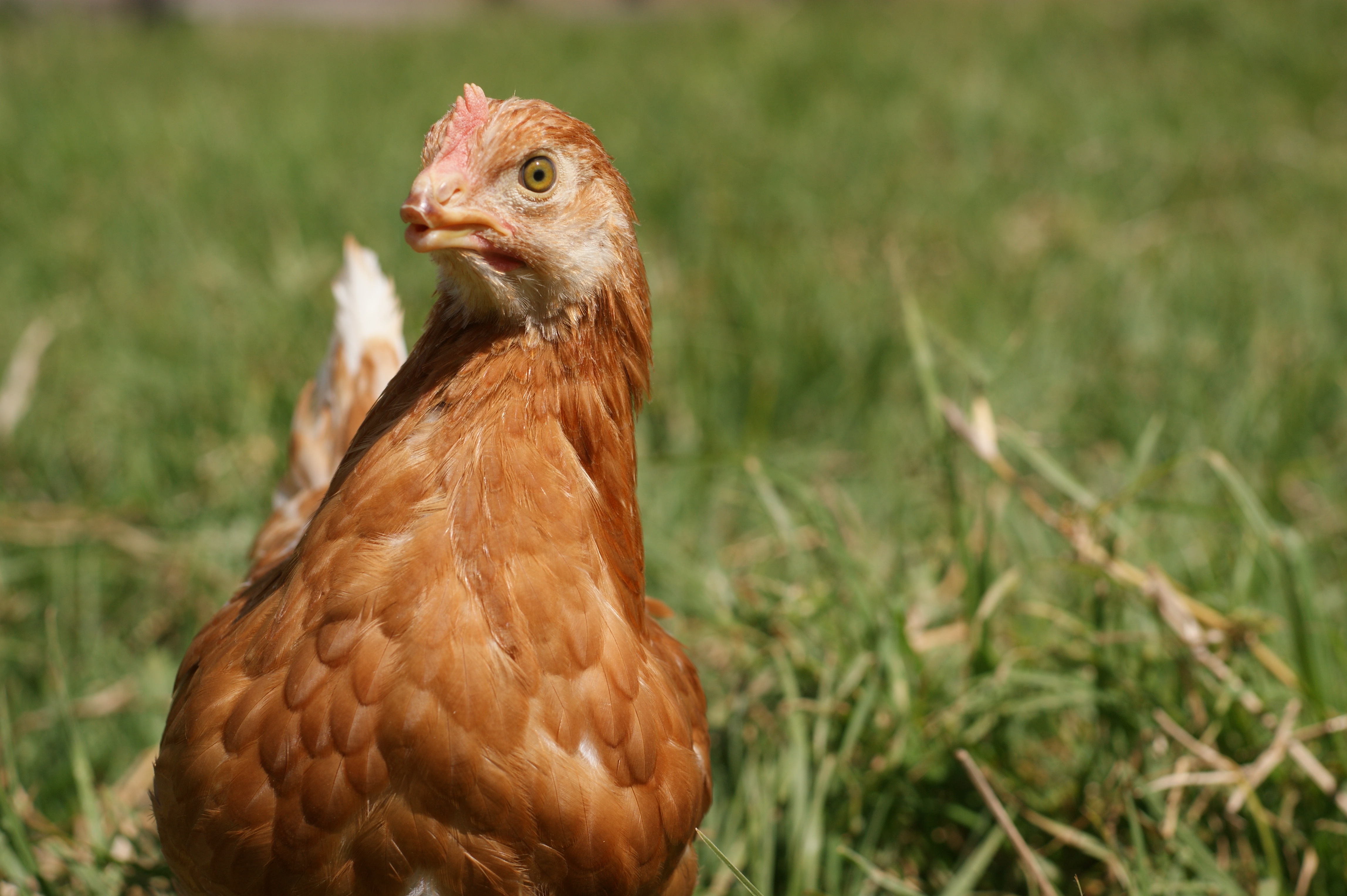 DSC00281 - Gallinas ponedoras